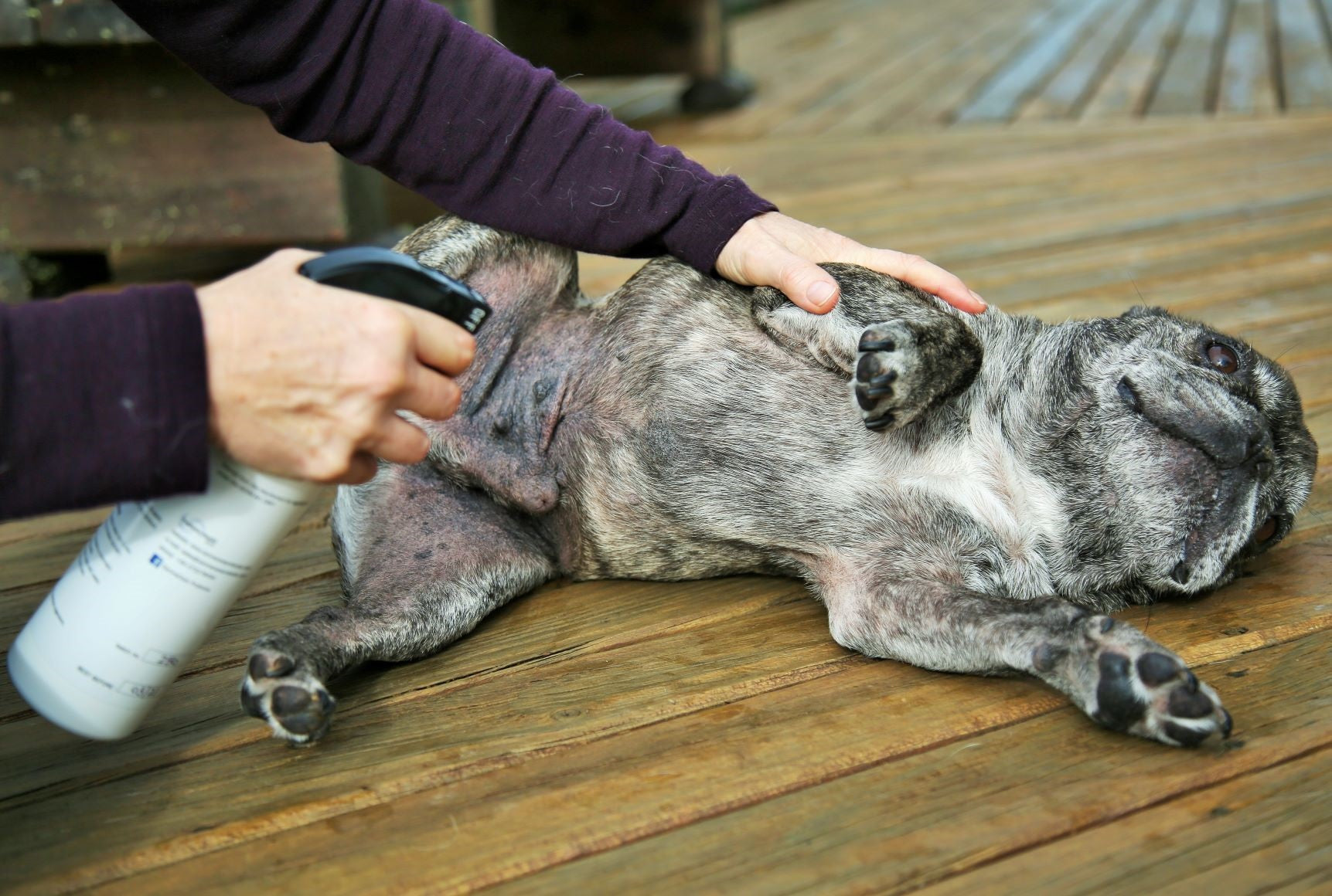 CanineCare Probiotic. Gut prebiotic, probiotic and topical spray.